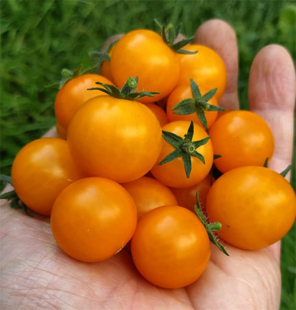 Organic Orange Hat Tomato Plant