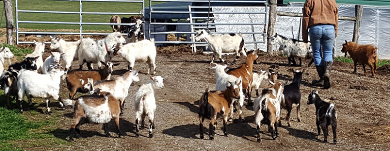 Organic Grass Fed Goat “Chevon”